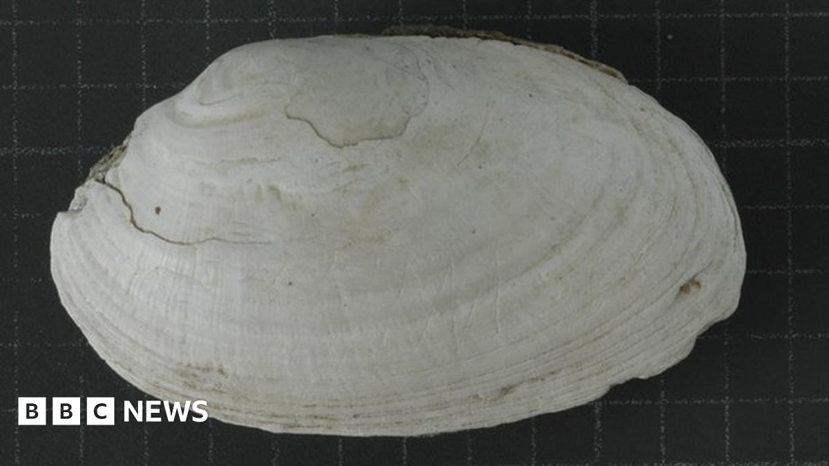 Indonesian shell has 'earliest human engraving' - BBC News