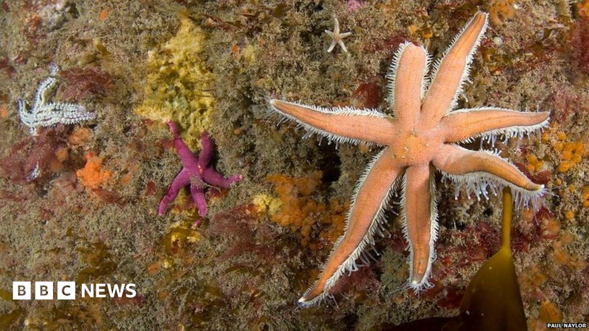 Paul Naylor scoops award for revealing 'beauty' of seas - BBC News