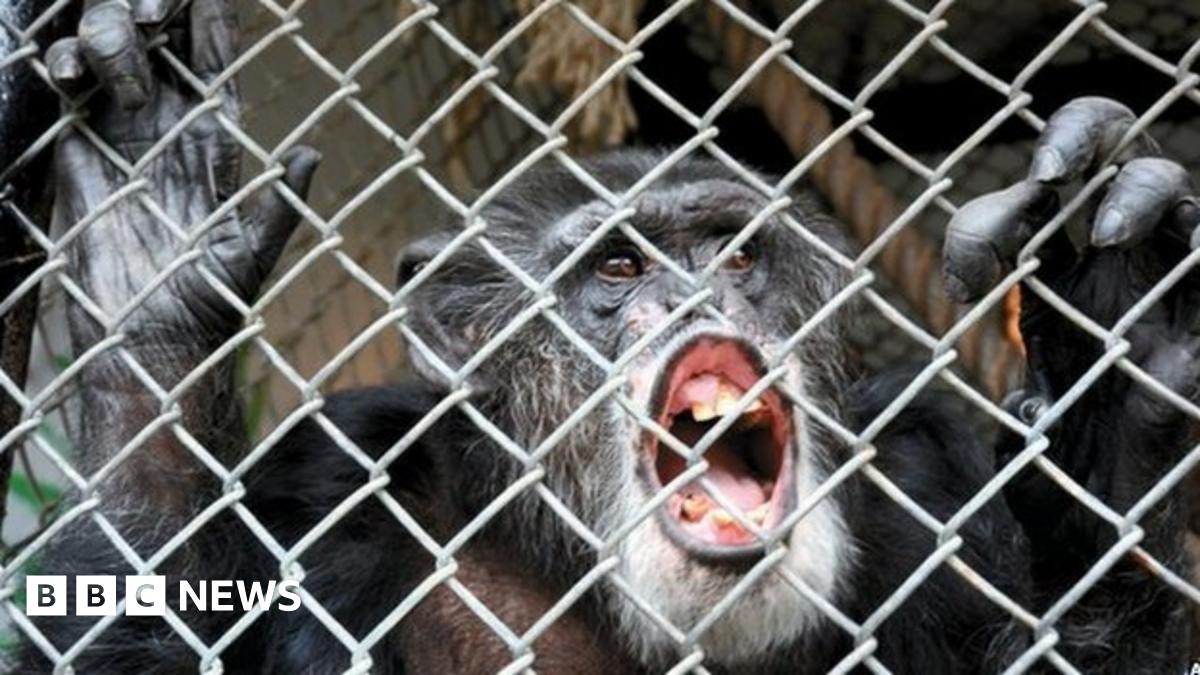 US chimpanzee Tommy 'has no human rights' - court - BBC News