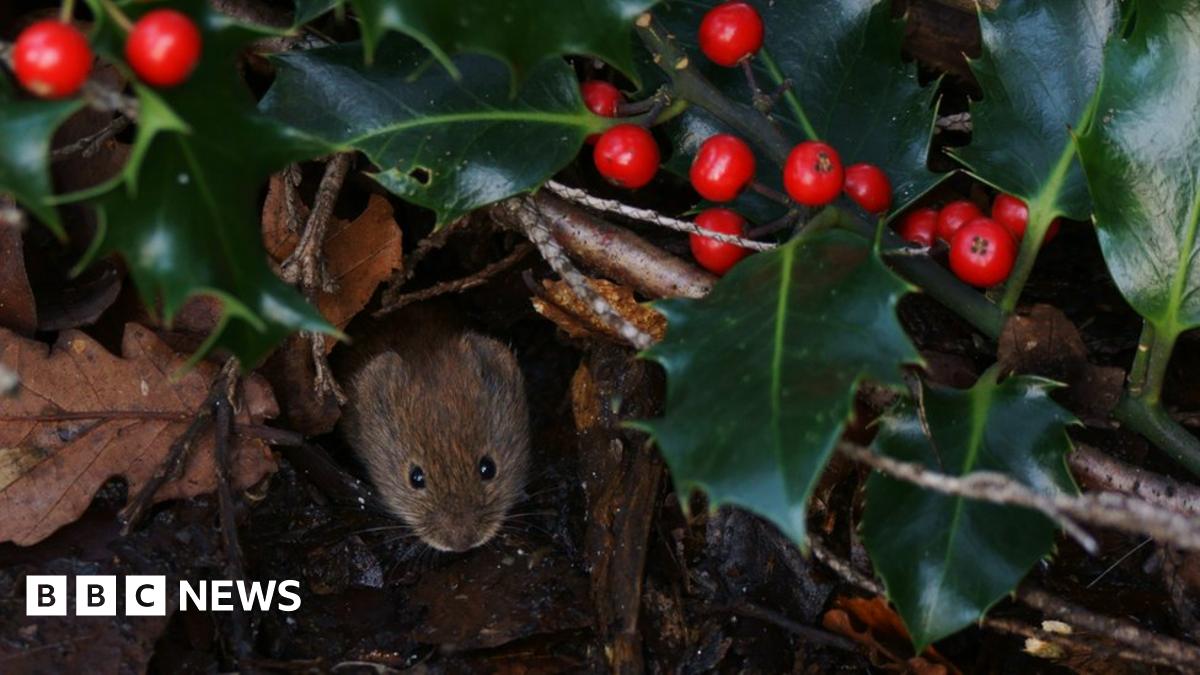 Your pictures of Scotland: 28 November - 5 December - BBC News