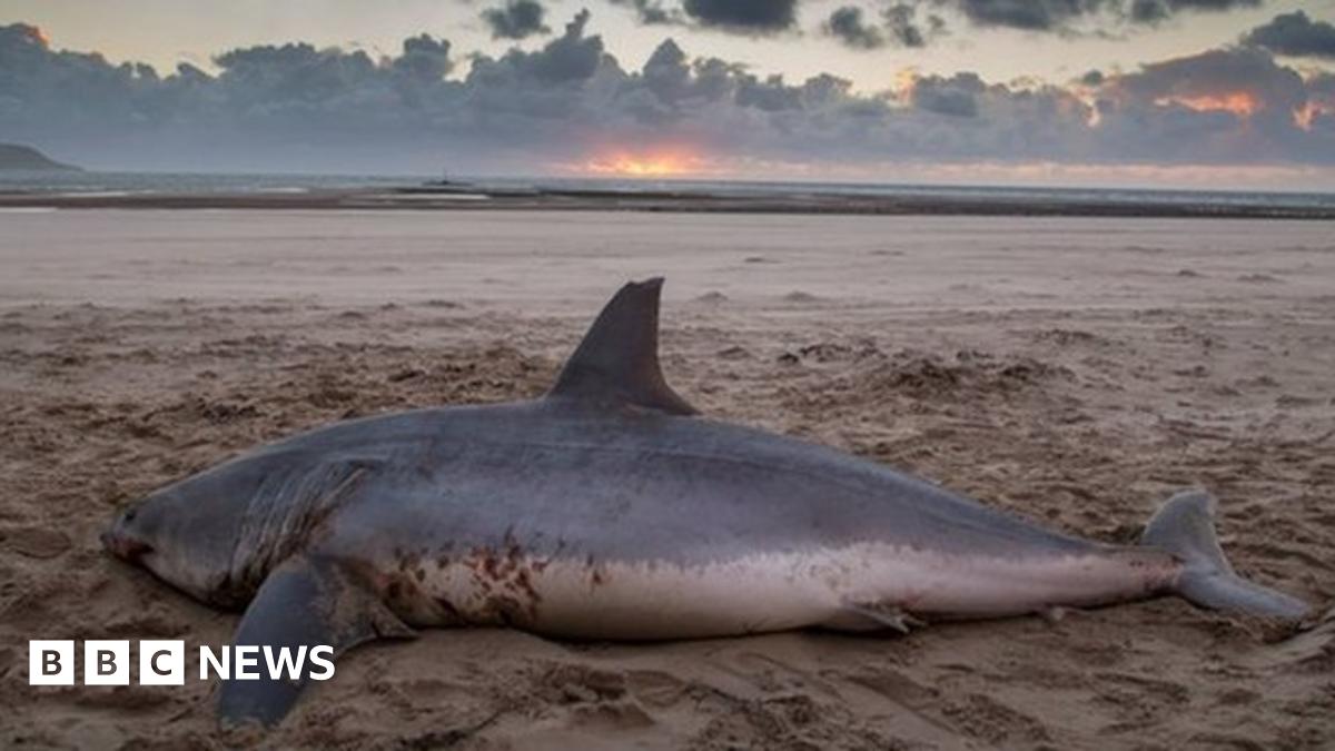 Mako shark found dead after washing up on Barmouth Beach - BBC News