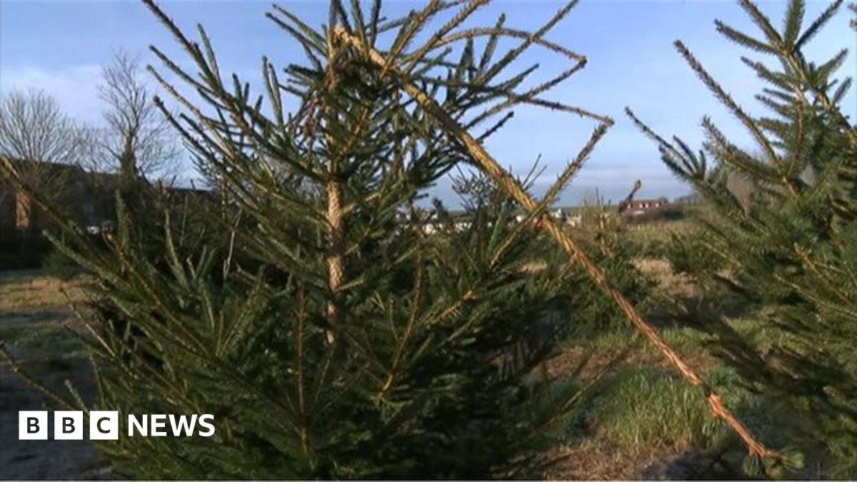 Vandals destroy 1,000 Christmas trees in Dunnington - BBC News