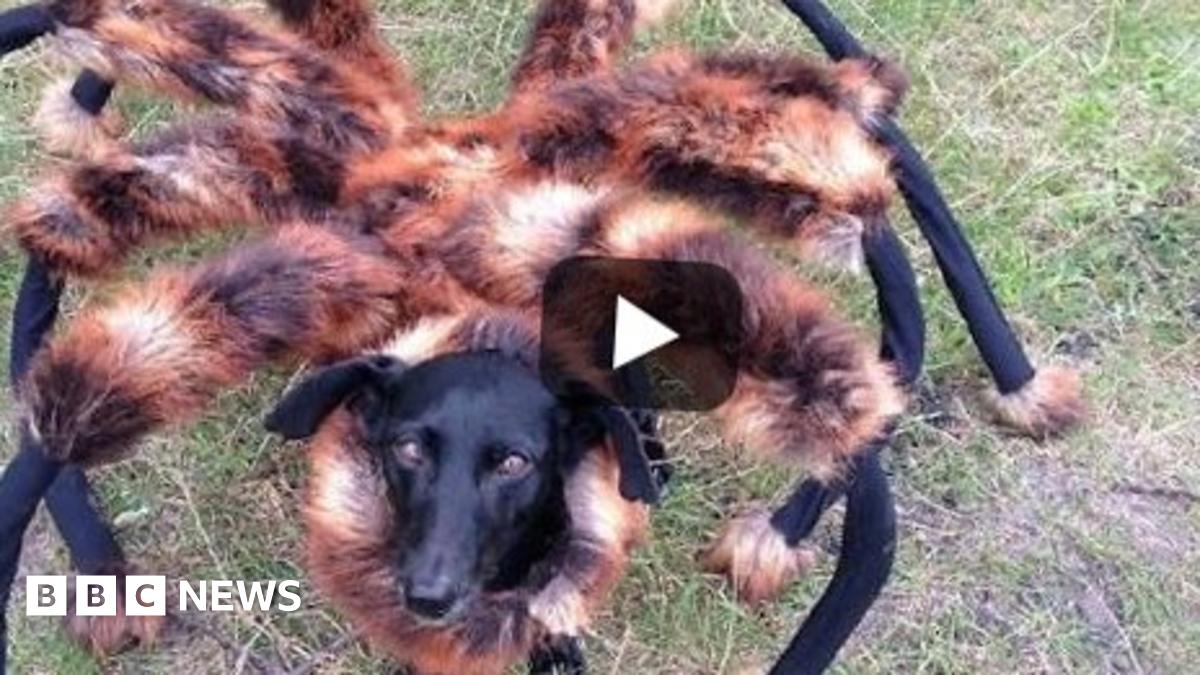 'Mutant giant spider dog' tops YouTube chart - BBC News