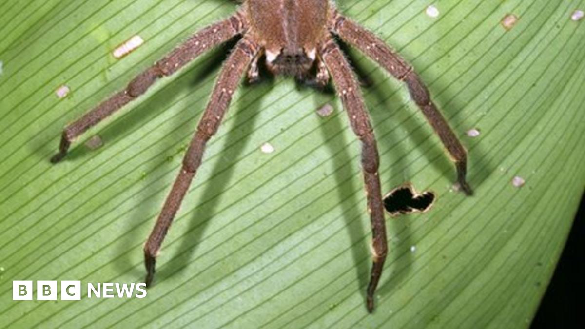 Spider-style sensor detects vibrations - BBC News