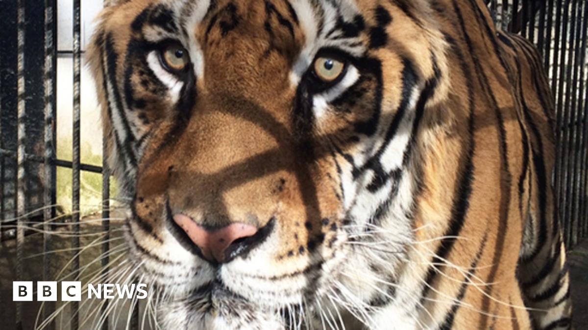 The tiger who flew halfway across the world for a better life - BBC News