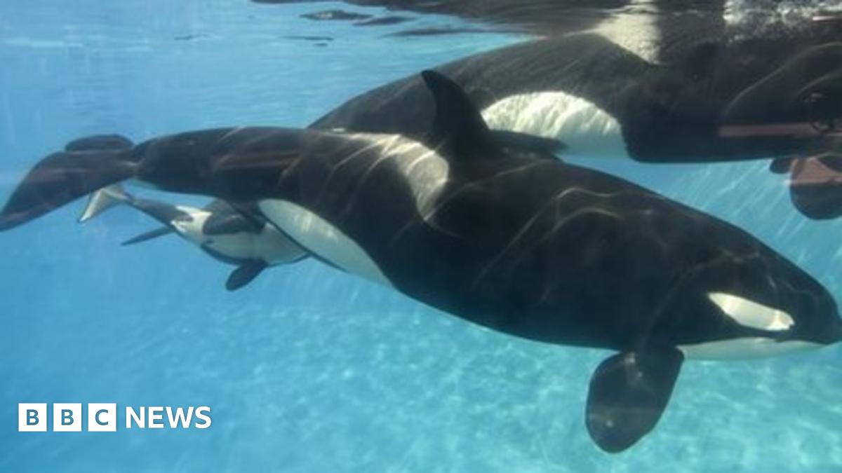 SeaWorld boss steps down after film hurts attendance - BBC News