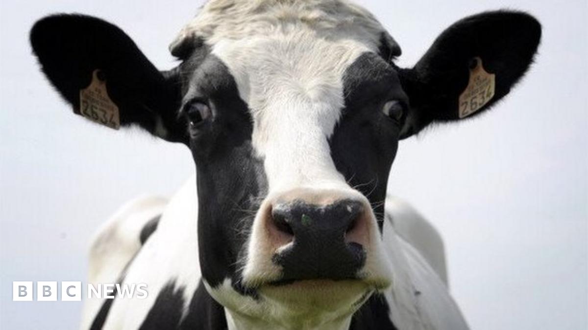 Cow researchers find meanings behind moos - BBC News