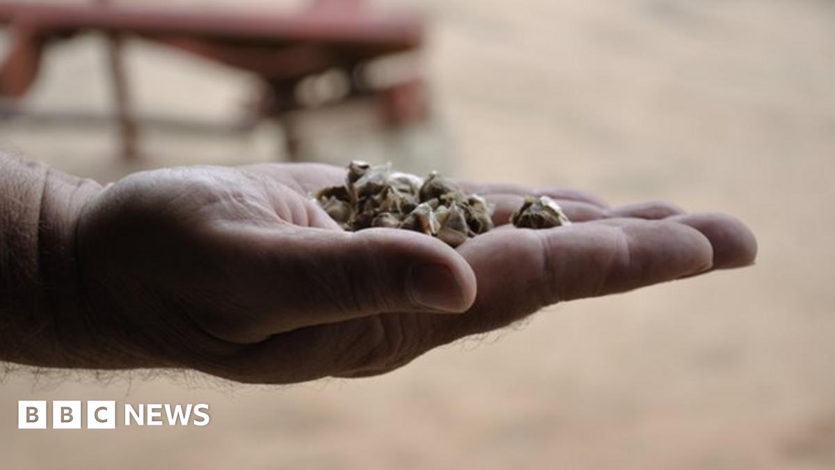 Could a ‘miracle tree’ help end malnutrition in Zambia? - BBC News