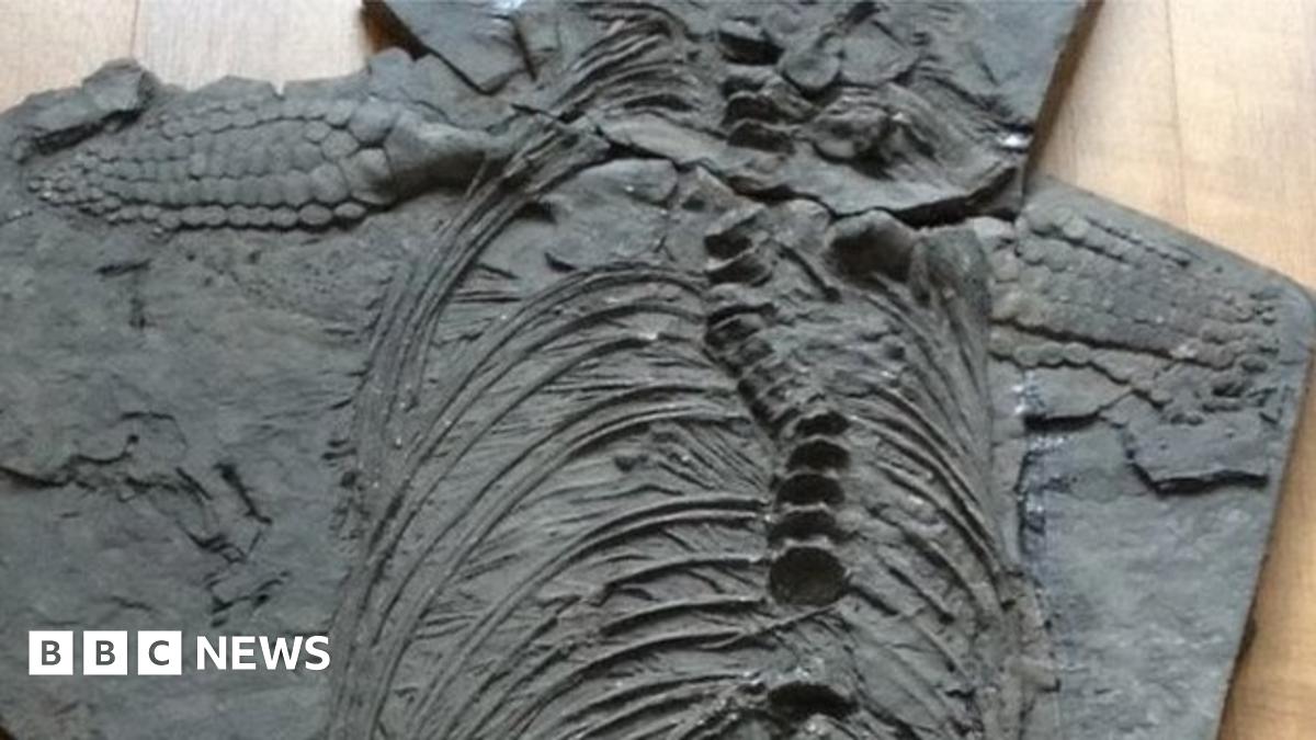 7ft ichthyosaur fossil found on beach near Penarth - BBC News
