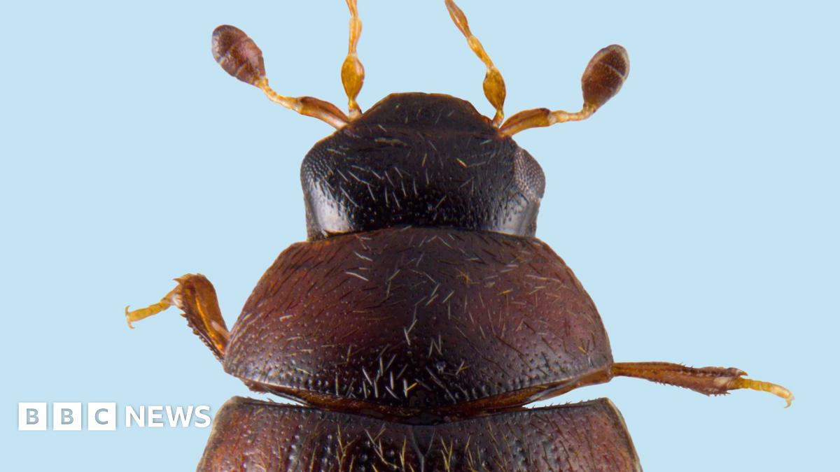 Most northerly records of beetles made in Scotland - BBC News