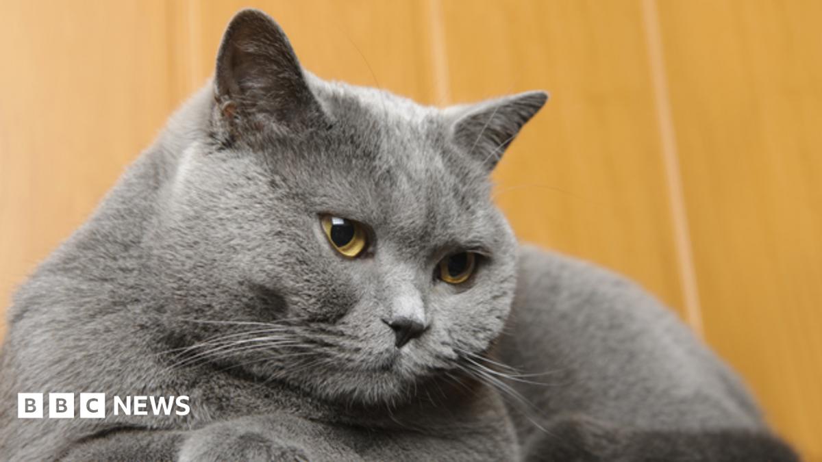 Russia: Bailiffs seize cats over payments - BBC News