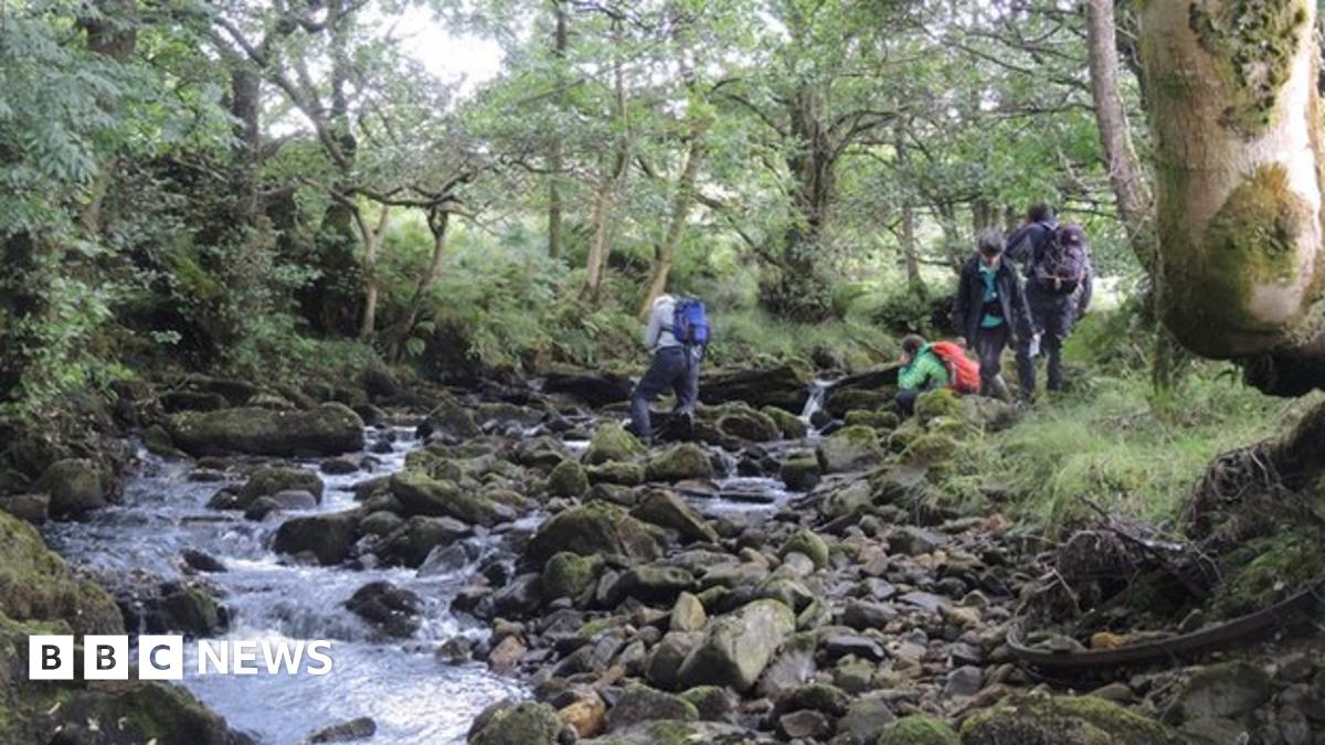 'Lost' rare moss discovered in Scotland after six decades - BBC News