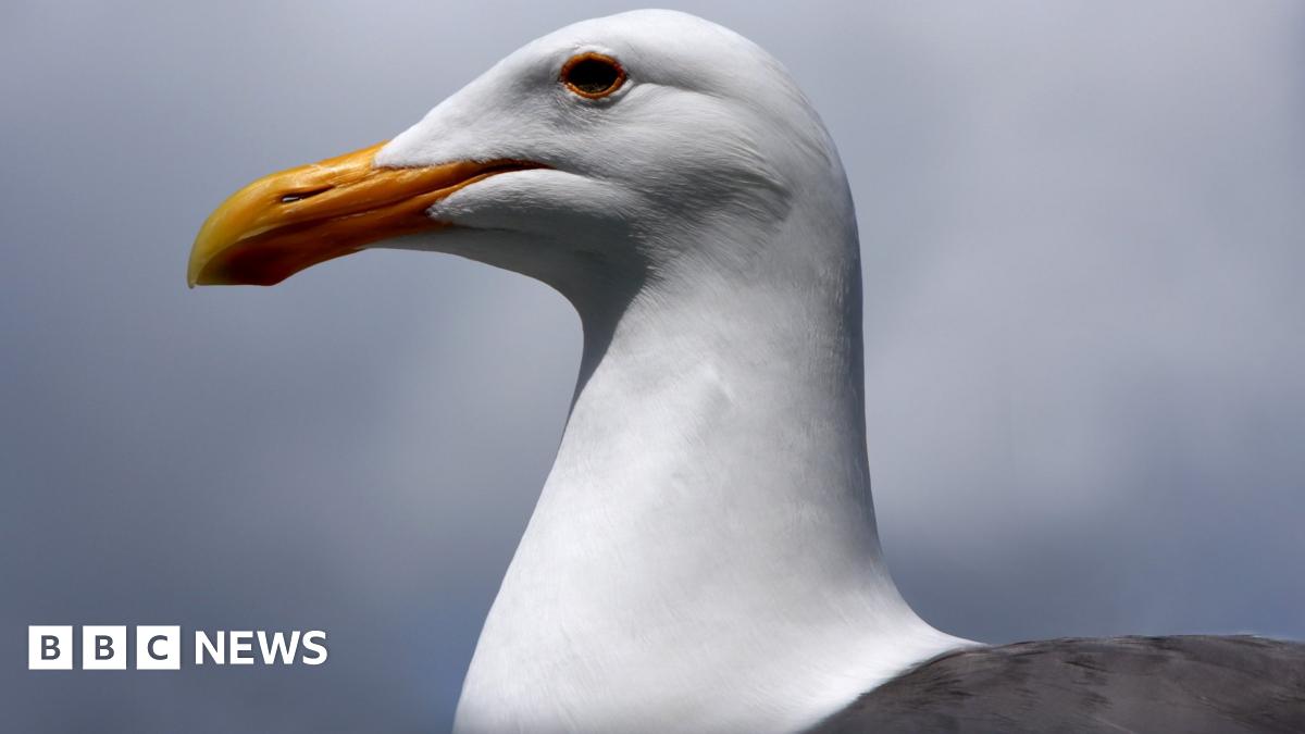 'Seagull proof' rubbish sacks introduced in Hastings - BBC News