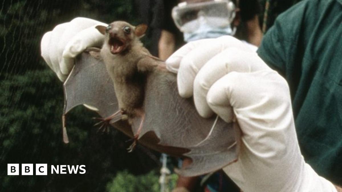 First Ebola boy likely infected by playing in bat tree - BBC News