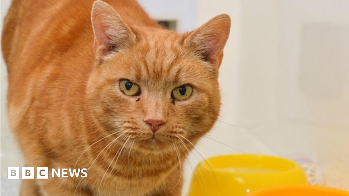 Garfield the cat reunited with owner after seven lost years - BBC News