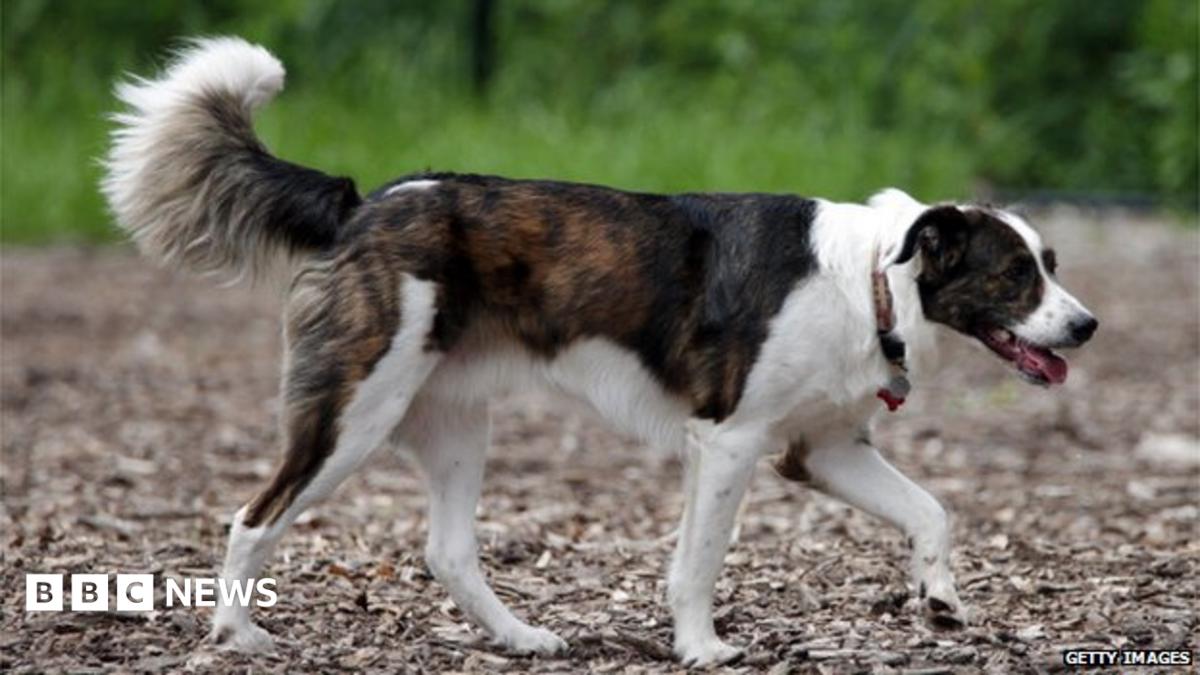 Dog poo DNA test launches in Barking and Dagenham - BBC News