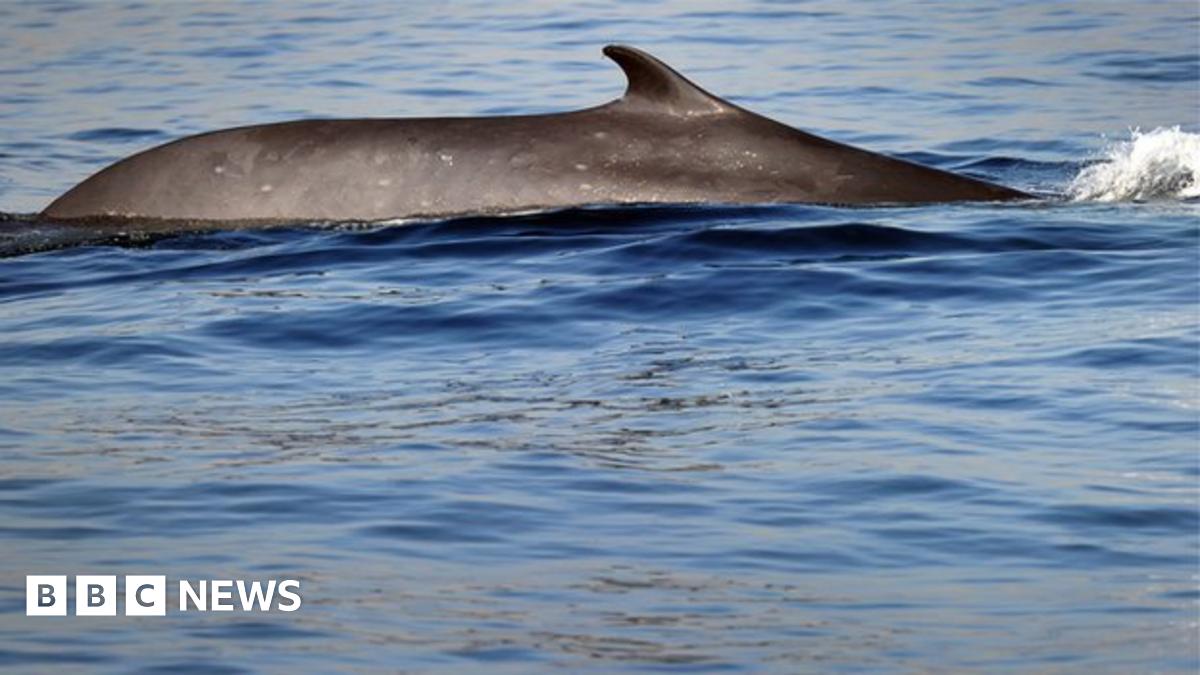 Iceland: Brewery makes 'whale testicle beer' - BBC News