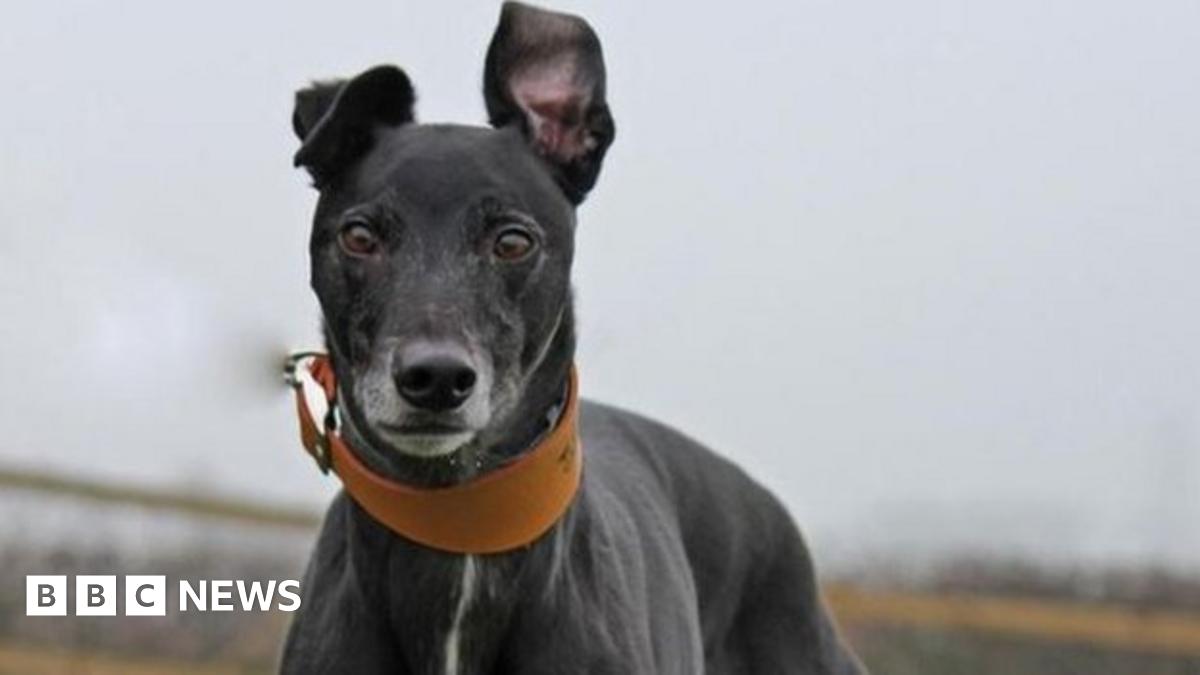 Dog Jed finds new home after being overlooked by 14,000 people - BBC News