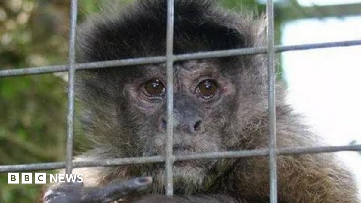 Lonely 50-year-old monkey is brought to Cornwall sanctuary - BBC News