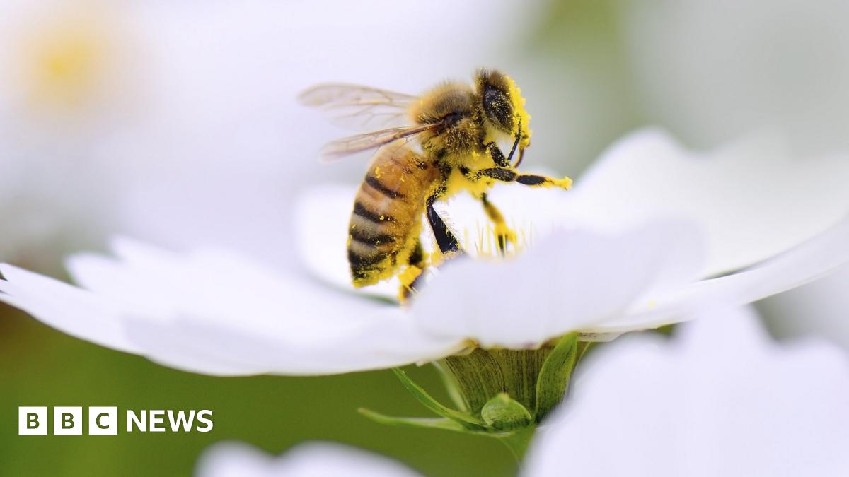 Commercial bees threaten wild bees, say researchers - BBC News