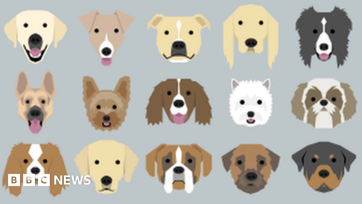 Dog map: Find the top pooch in your postcode - BBC News