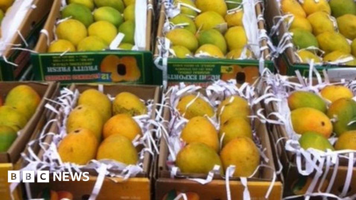 Ban on Indian mango imports to EU to be lifted - BBC News