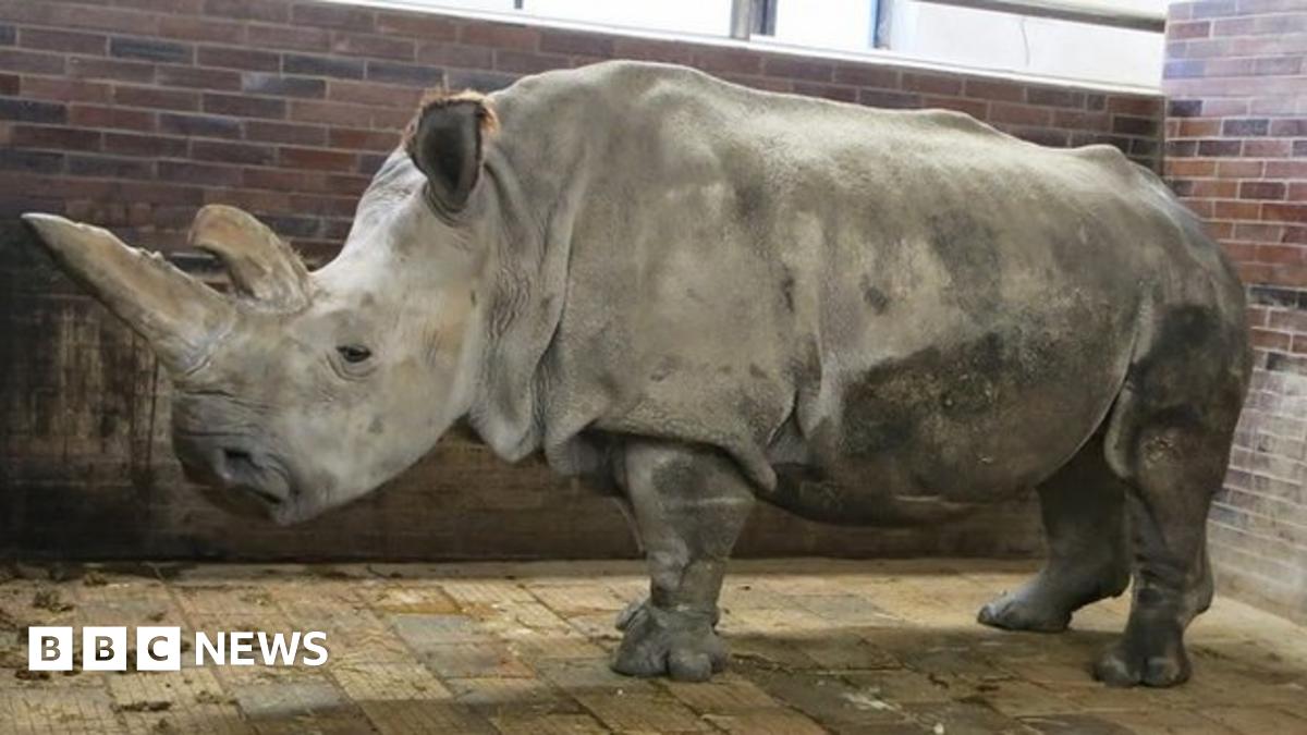 Should we try to halt extinction? - BBC News