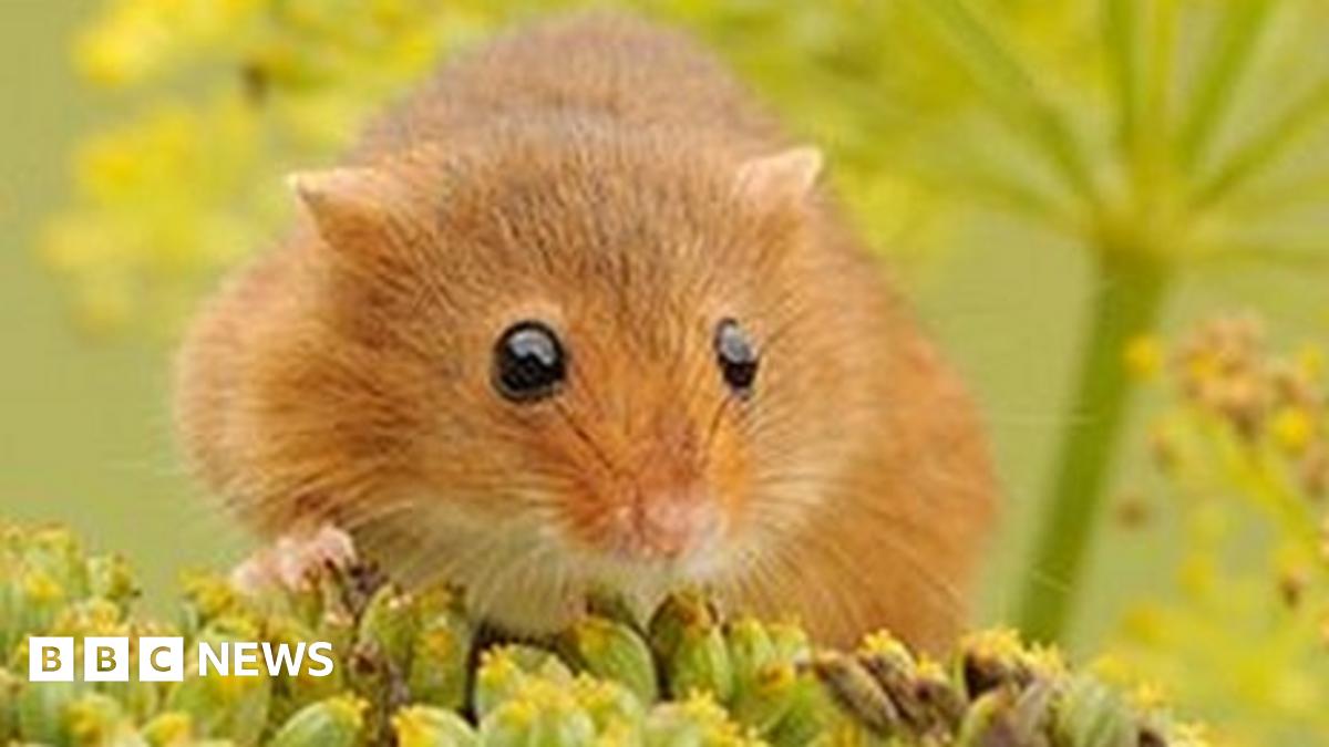 Harvest mouse sees North East resurgence - BBC News