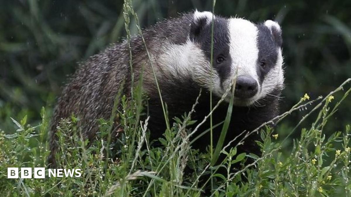 Badgers spotted for first time at Nottinghamshire nature reserve - BBC News