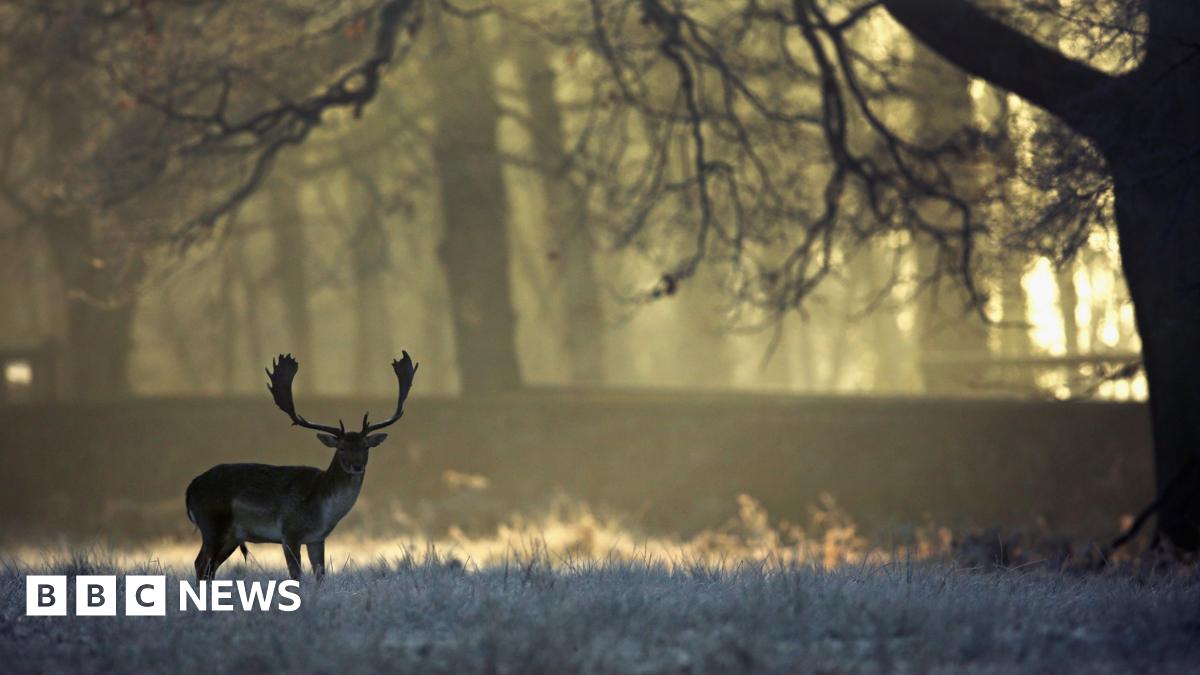 Decline of England's natural environment 'hits economy' - BBC News