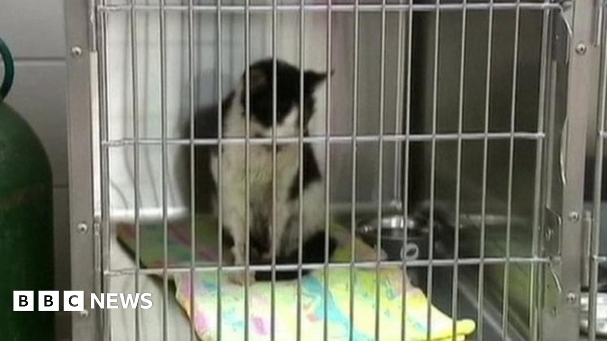 Florida 'zombie cat' crawls out of grave - BBC News