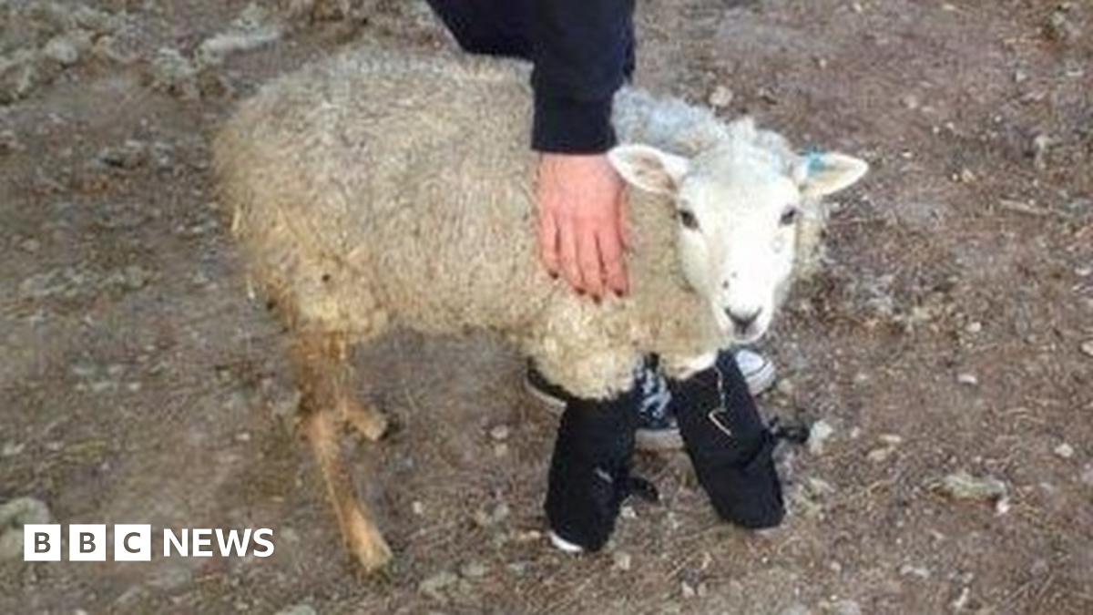 Lame lamb learns to walk with leg splints - BBC News