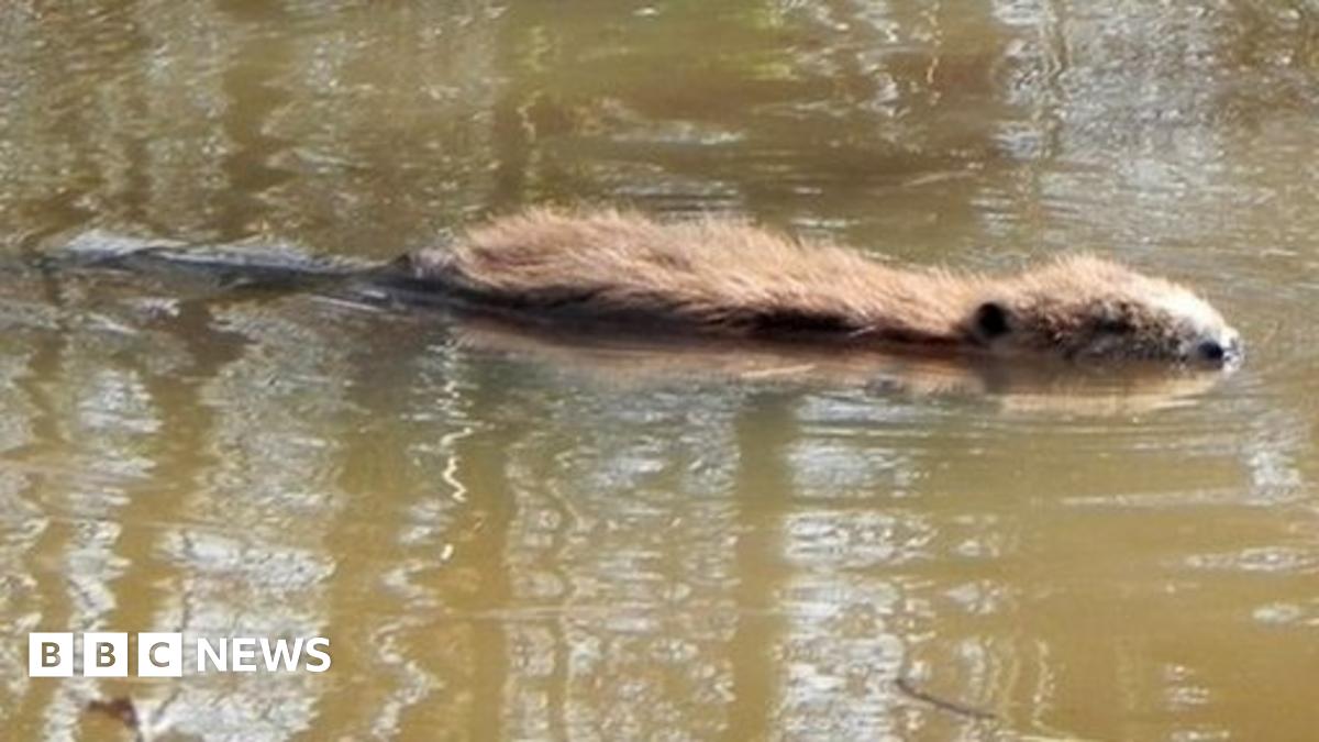 'Mystery' beavers permitted to stay - BBC News