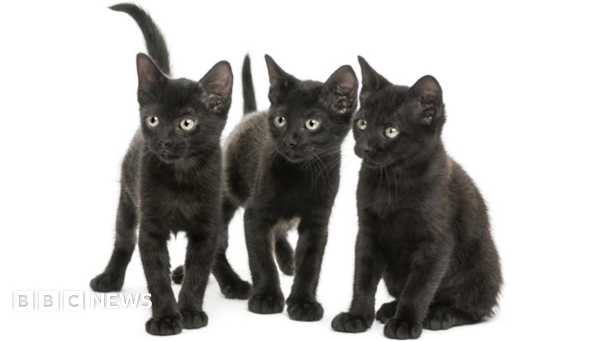 The great Kuwaiti cat-meat scandal - BBC News