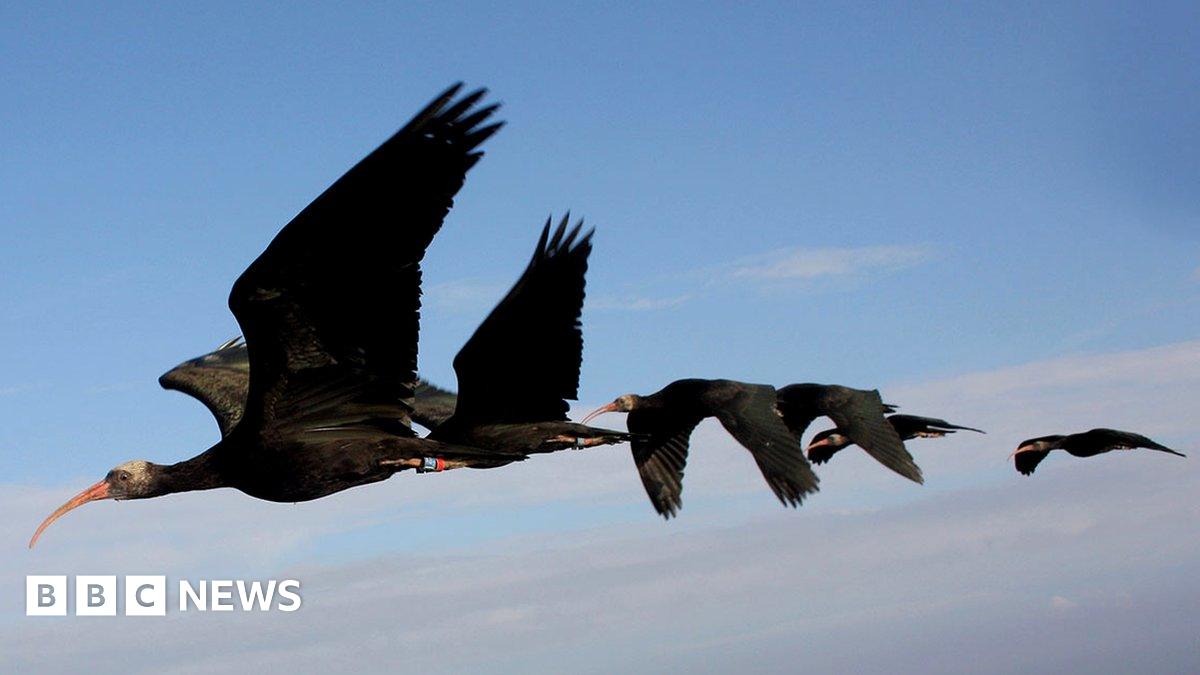 Flock co-operation: Birds take it in turns to lead - BBC News