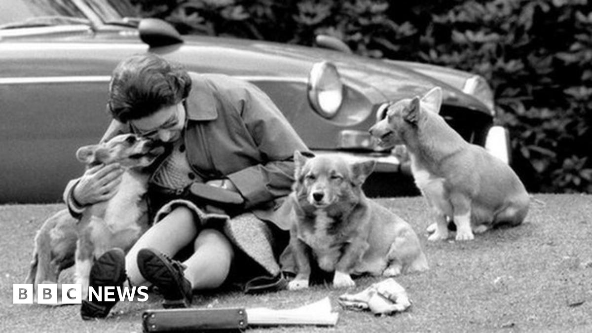 Corgis: The royal family in danger of dying out - BBC News