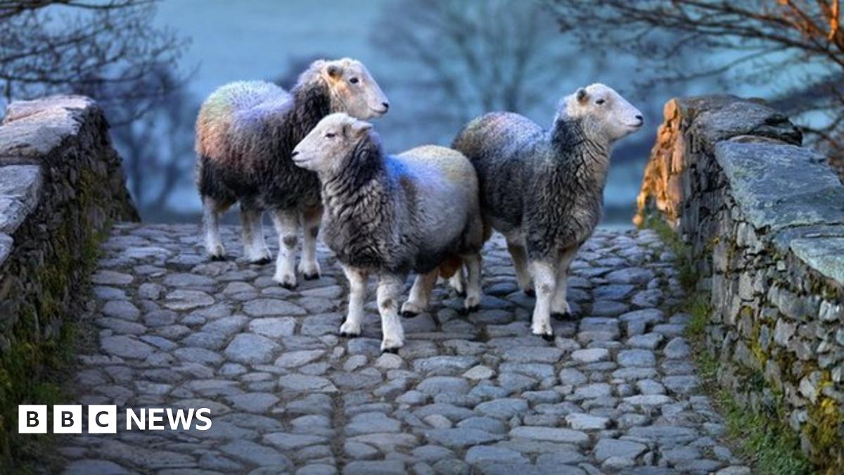 Photographs celebrate Lake District rare breed sheep - BBC News