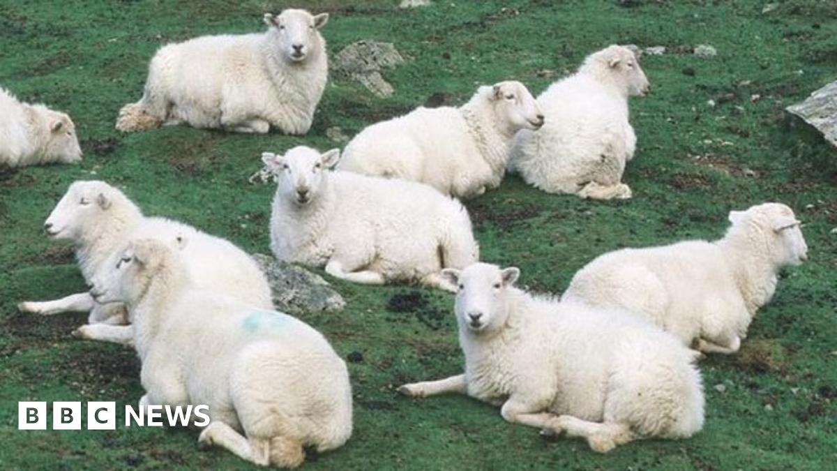 How sheep 'thefts' hit one North East rural community - BBC News