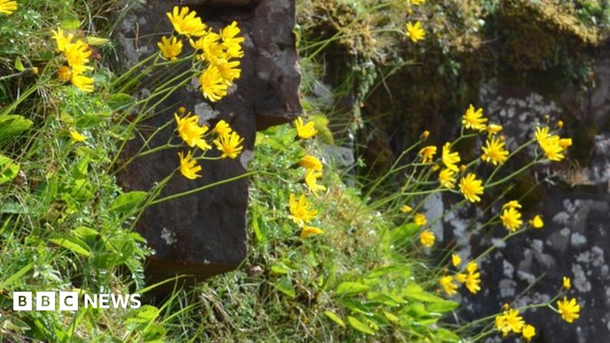 Brecon flower named after Sir David Attenborough - BBC News