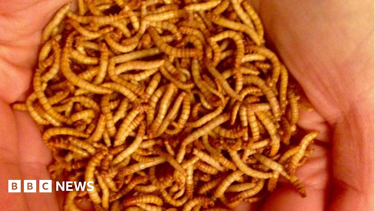 Belfast woman's mission to get Ireland eating insects - BBC News