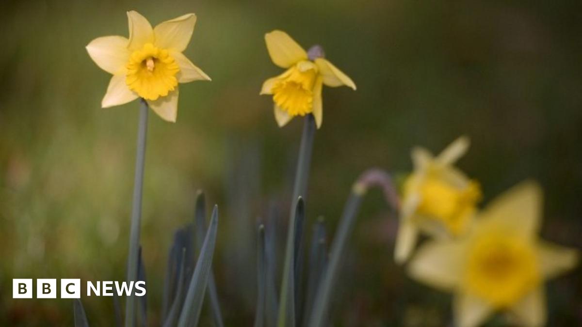 Keep daffodils away from food, supermarkets warned - BBC News