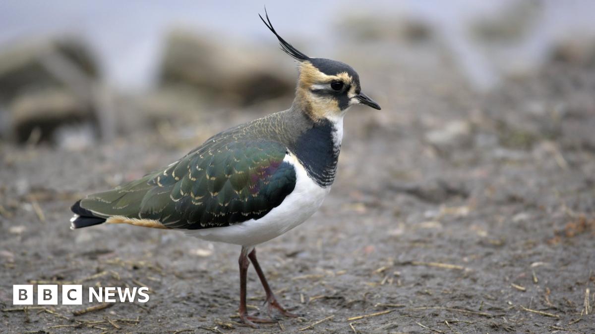 Early results from farm bird count - BBC News