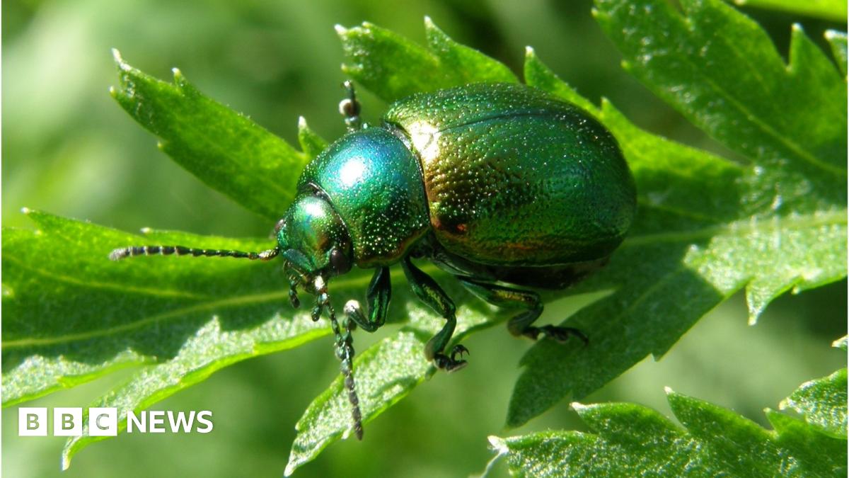 Conservation concern for UK insects - BBC News