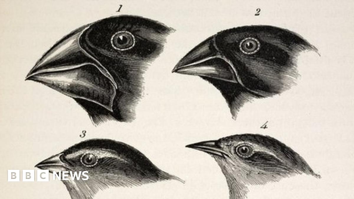Genomes reveal Darwin finches' messy family tree - BBC News