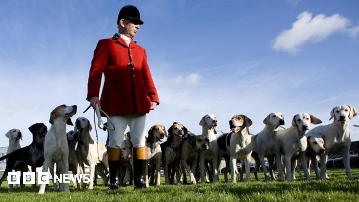 Call for fox hunting to be devolved to Wales - BBC News