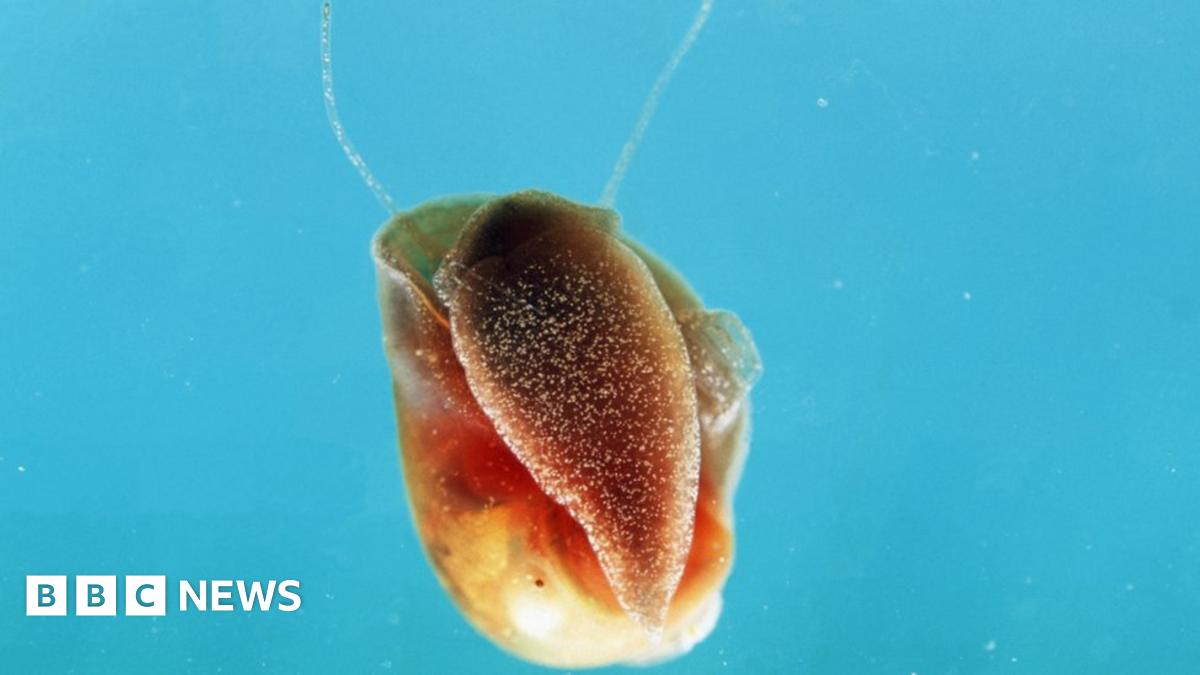 Satellites track snail disease risk - BBC News