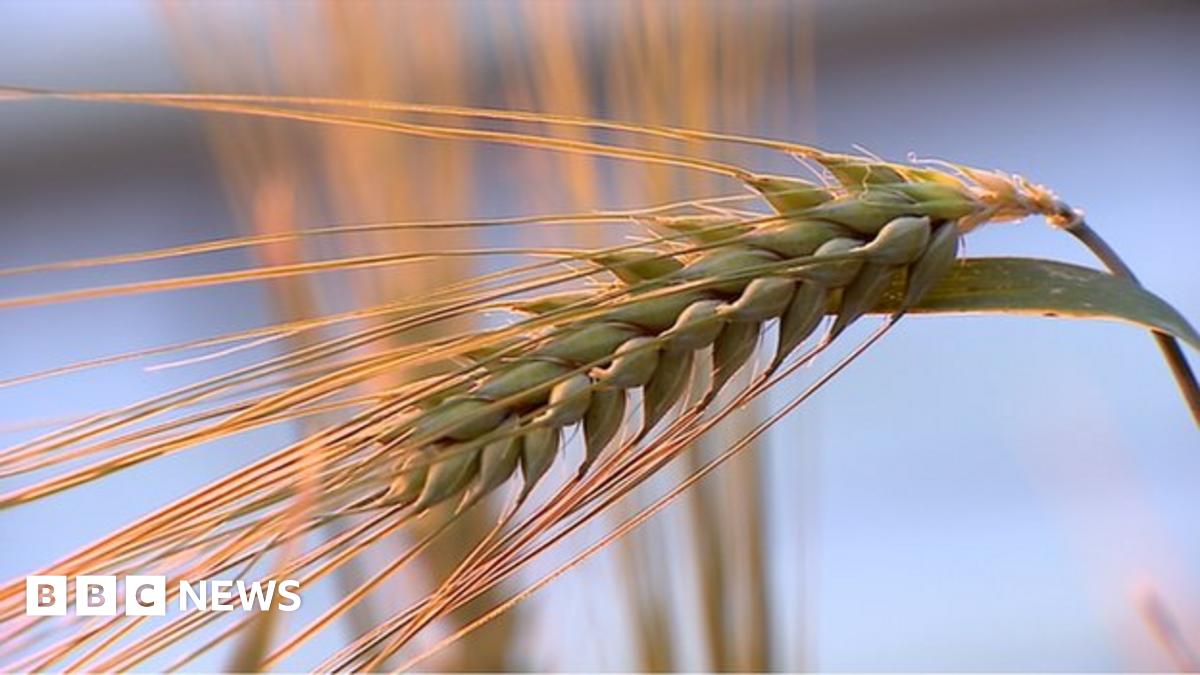 Brewing up better barley at the James Hutton Institute - BBC News