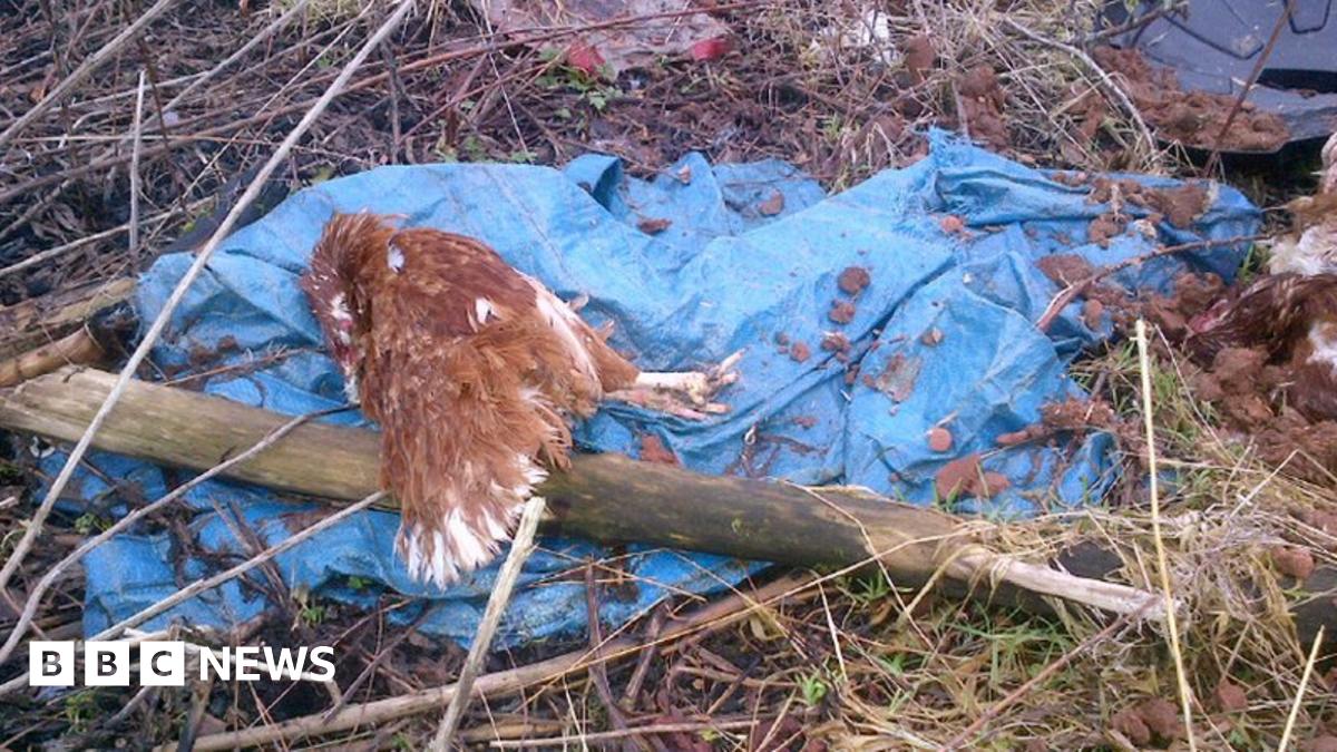 Probe as 14 dead hens found in bin in rural layby - BBC News
