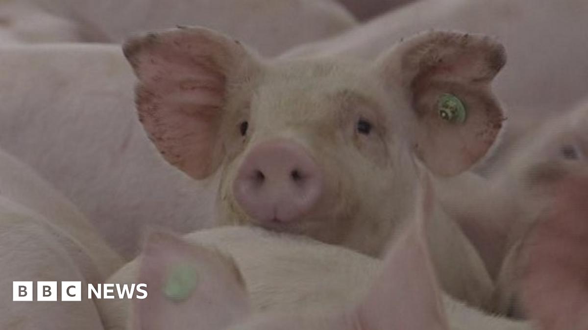 Telling porkies? One third of DNA-tested pork 'not sourced in Ireland ...