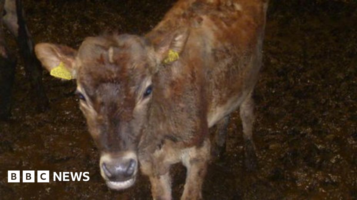 Pembrokeshire farmer Aled Morgan's animal ban - BBC News